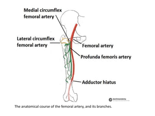 BLOOD SUPPLY OF LOWER LIMB | PPTX