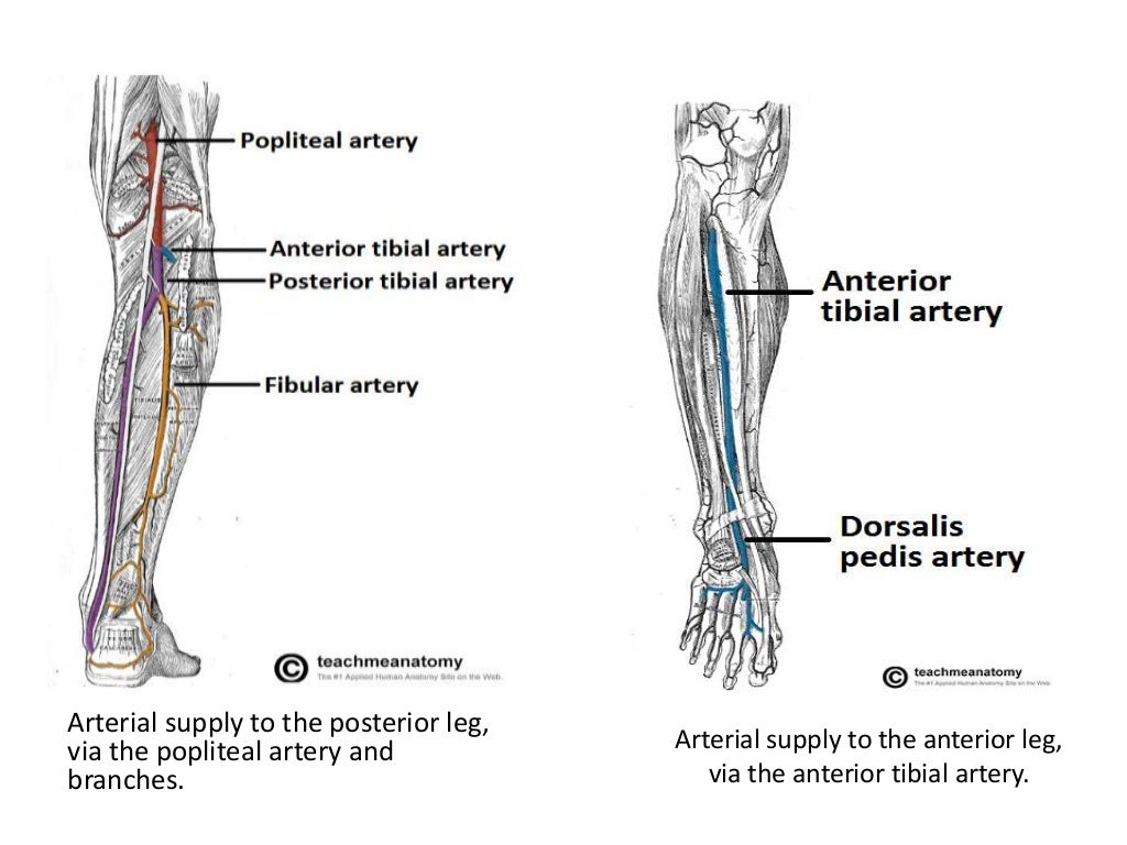 BLOOD SUPPLY OF LOWER LIMB