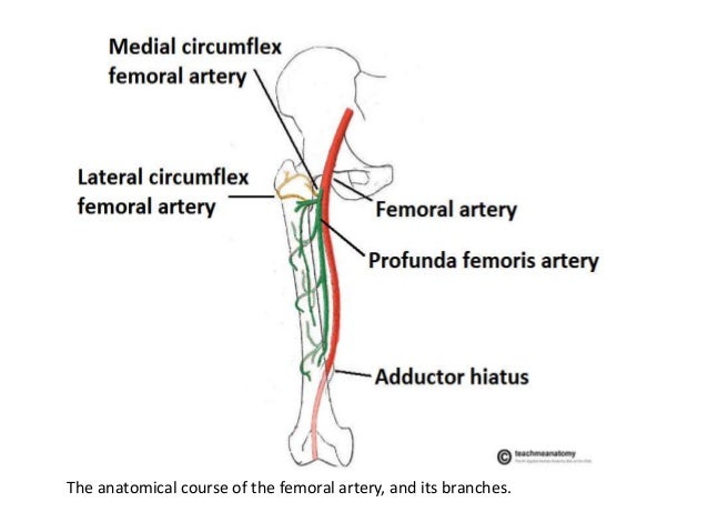 Femoral Artery And Branches Modernhealcom Femoral Artery And Vein: