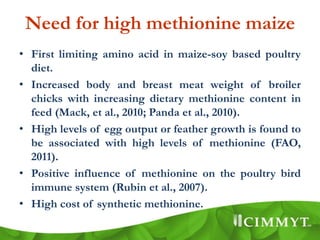 S7.5 Biofortified Maize and Relevance of Innovative Maize-Poultry Value ...