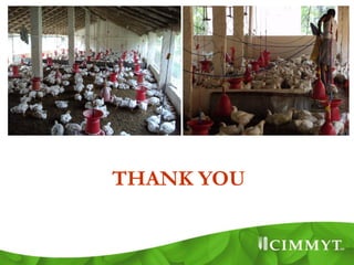 S7.5 Biofortified Maize and Relevance of Innovative Maize-Poultry Value ...