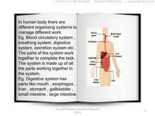 The Organisation of Living Things | PPTX
