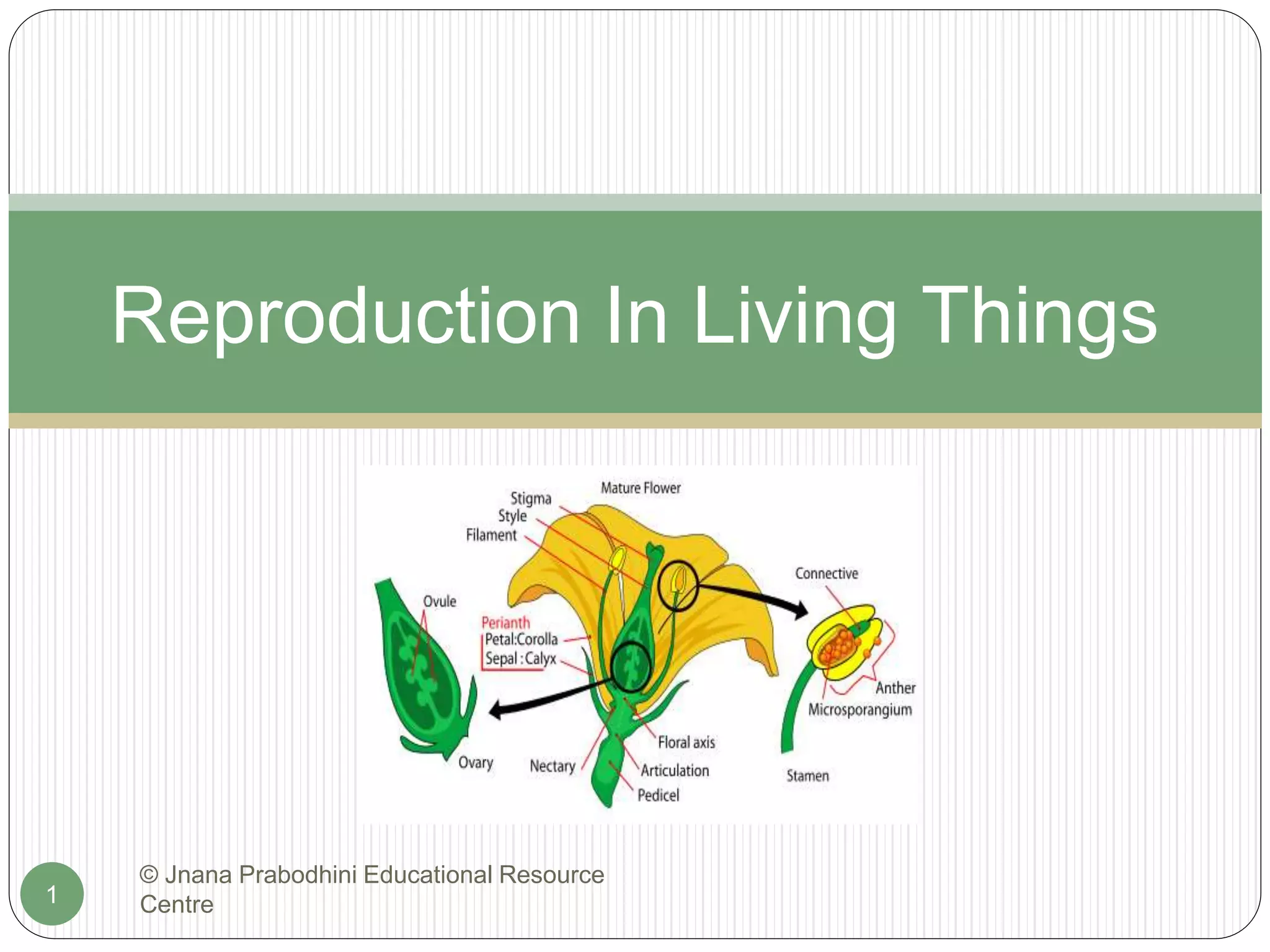 Reproduction in Living Things | PPTX