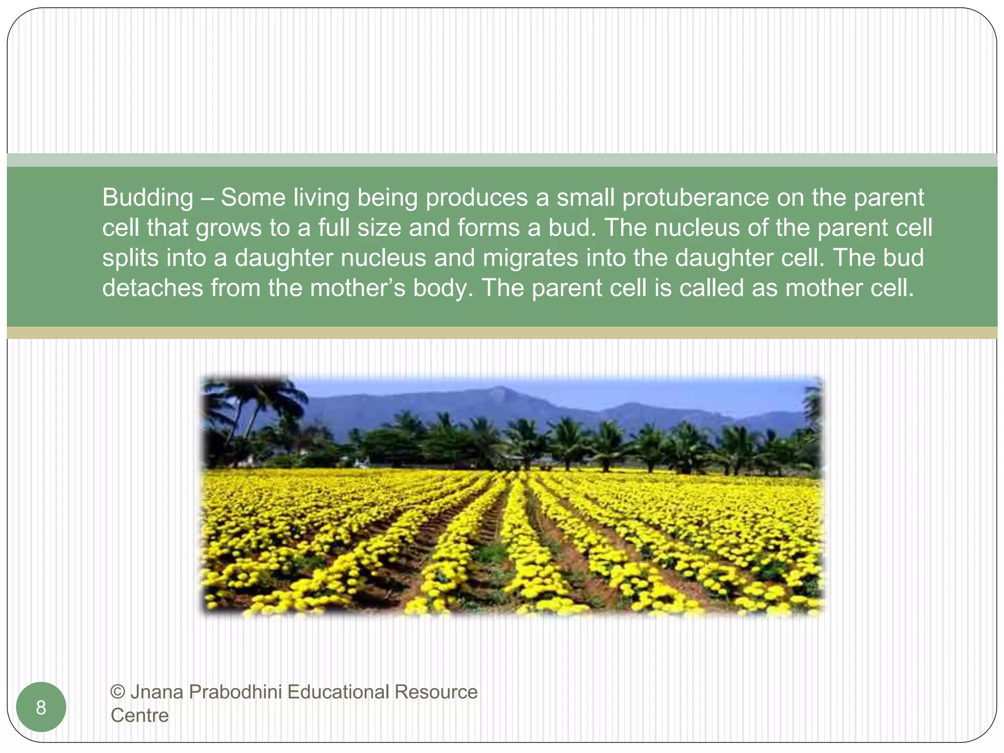 Reproduction in Living Things | PPTX