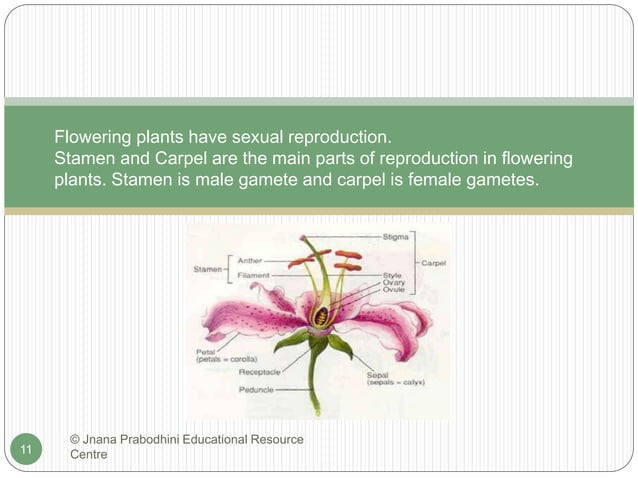 Reproduction in Living Things | PPTX | Infertility | Reproductive Health