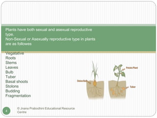 Reproduction in Living Things | PPTX