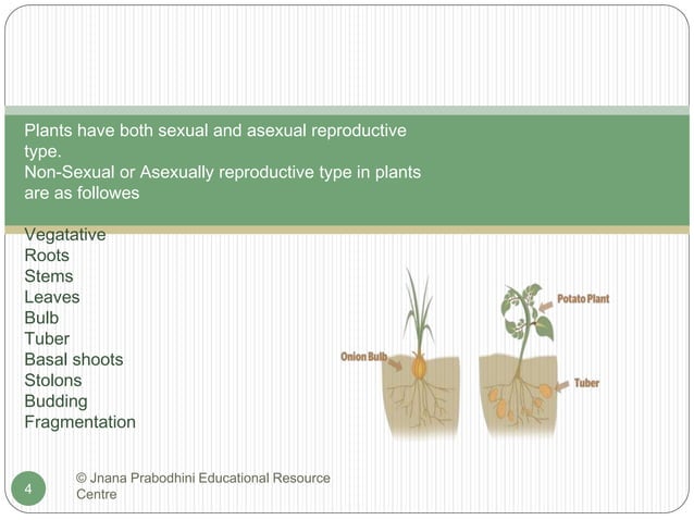 Reproduction in Living Things | PPTX | Infertility | Reproductive Health