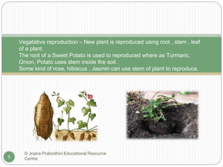 Reproduction in Living Things | PPTX