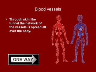 Circulation of Blood | PPT