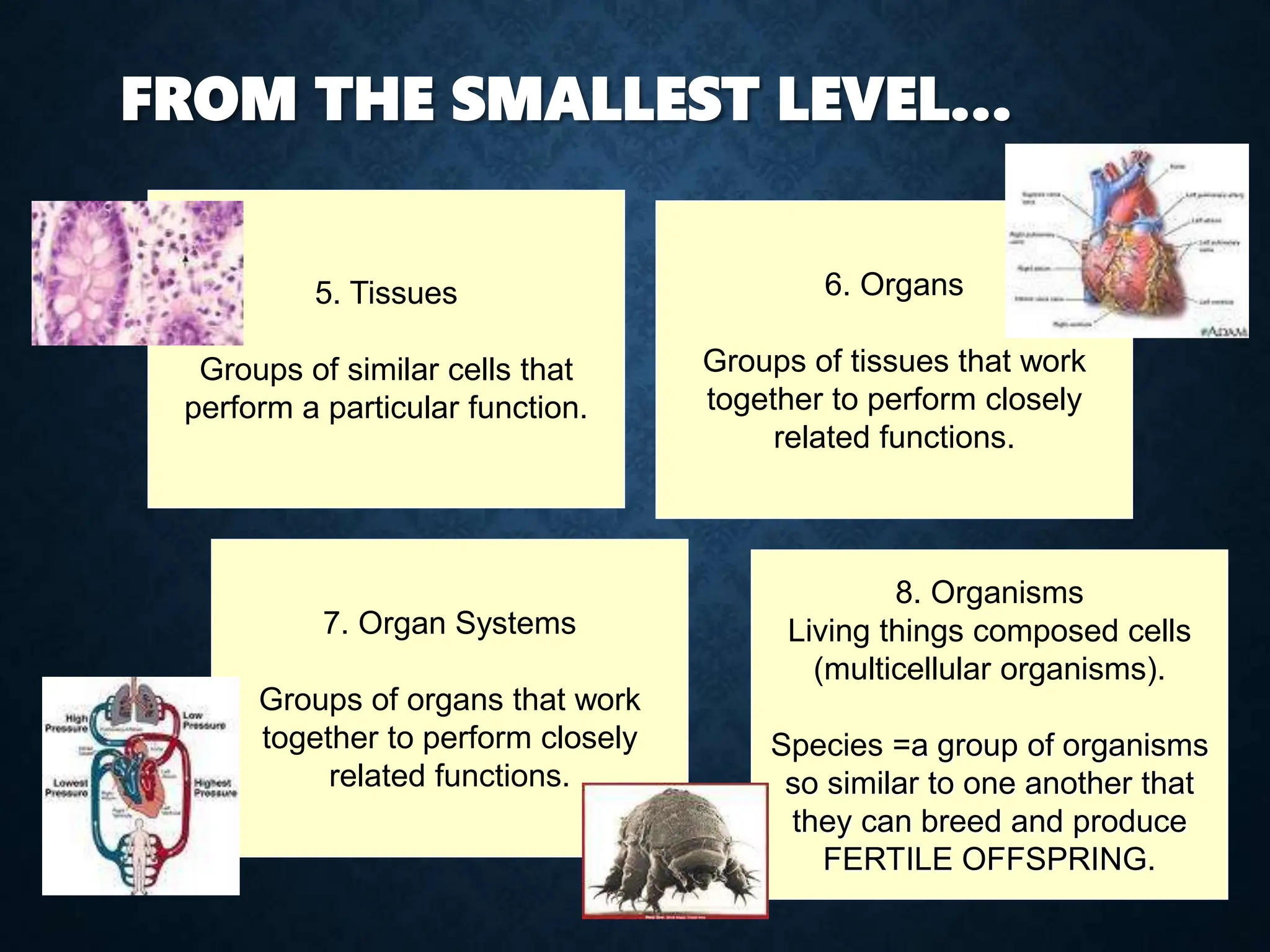 S7Q2W7-Levels-of-Organization-and-Charat-of-Life-REV.ppt