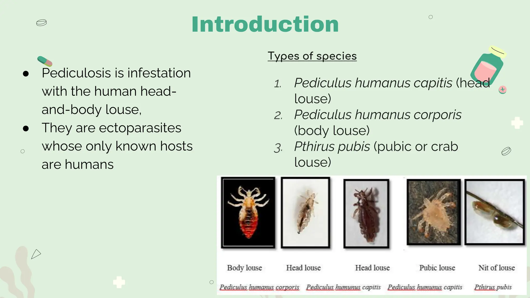 Scabies & Parasitic Infestations (Impetigo) | PPTX