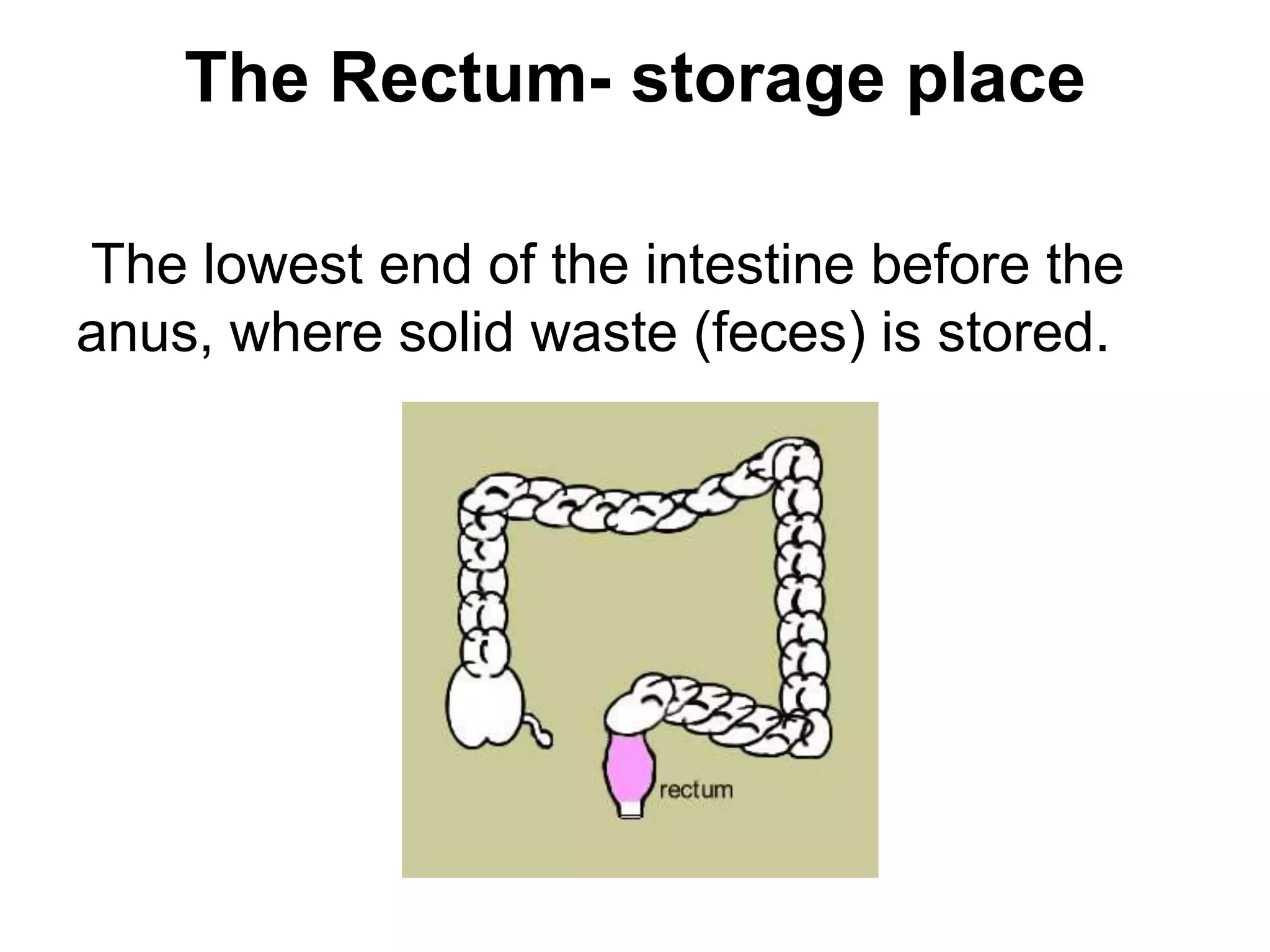 S7 The Rectum Vs Anus | PPTX