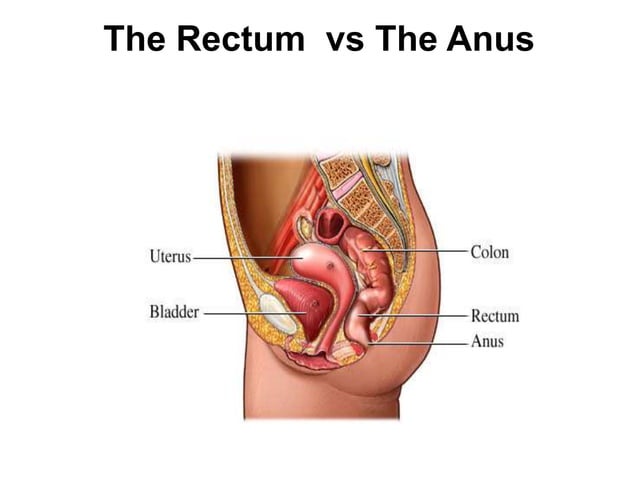 S7 The Rectum Vs Anus | PPT