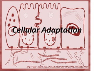 Cellular Adaptation | PPTX