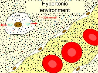 Mineral-Metabolism-Disturbances-Patophysiology-EN.ppt