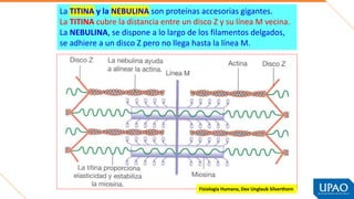 musculo liso y cardiaco- fisiologia medica | PPTX