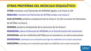 musculo liso y cardiaco- fisiologia medica | PPTX