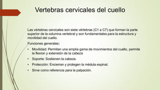Presentacion cerca de los músculos del cuello y sus estructuras | PDF