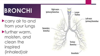 S9Q1M1-PPT-Visual-aids- RESPIRATORY SYSTEM.pptx