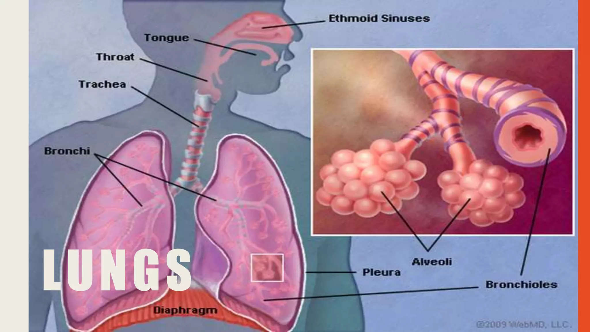 SCIENCE 9 Respiratory System | PPTX