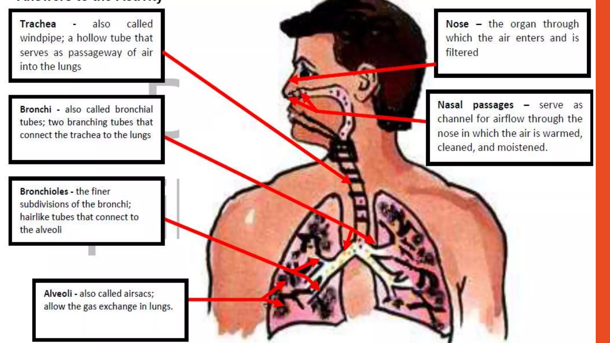 SCIENCE 9 Respiratory System | PPTX