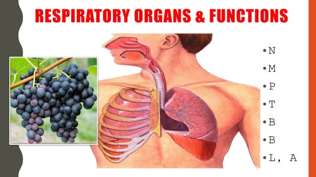 SCIENCE 9 Respiratory System | PPTX