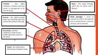 SCIENCE 9 Respiratory System | PPTX