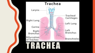 SCIENCE 9 Respiratory System | PPTX