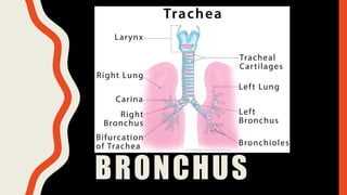 SCIENCE 9 Respiratory System | PPTX