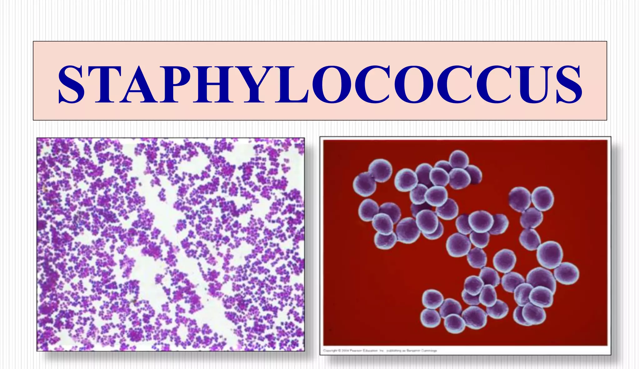 Staphylococcus | PPTX