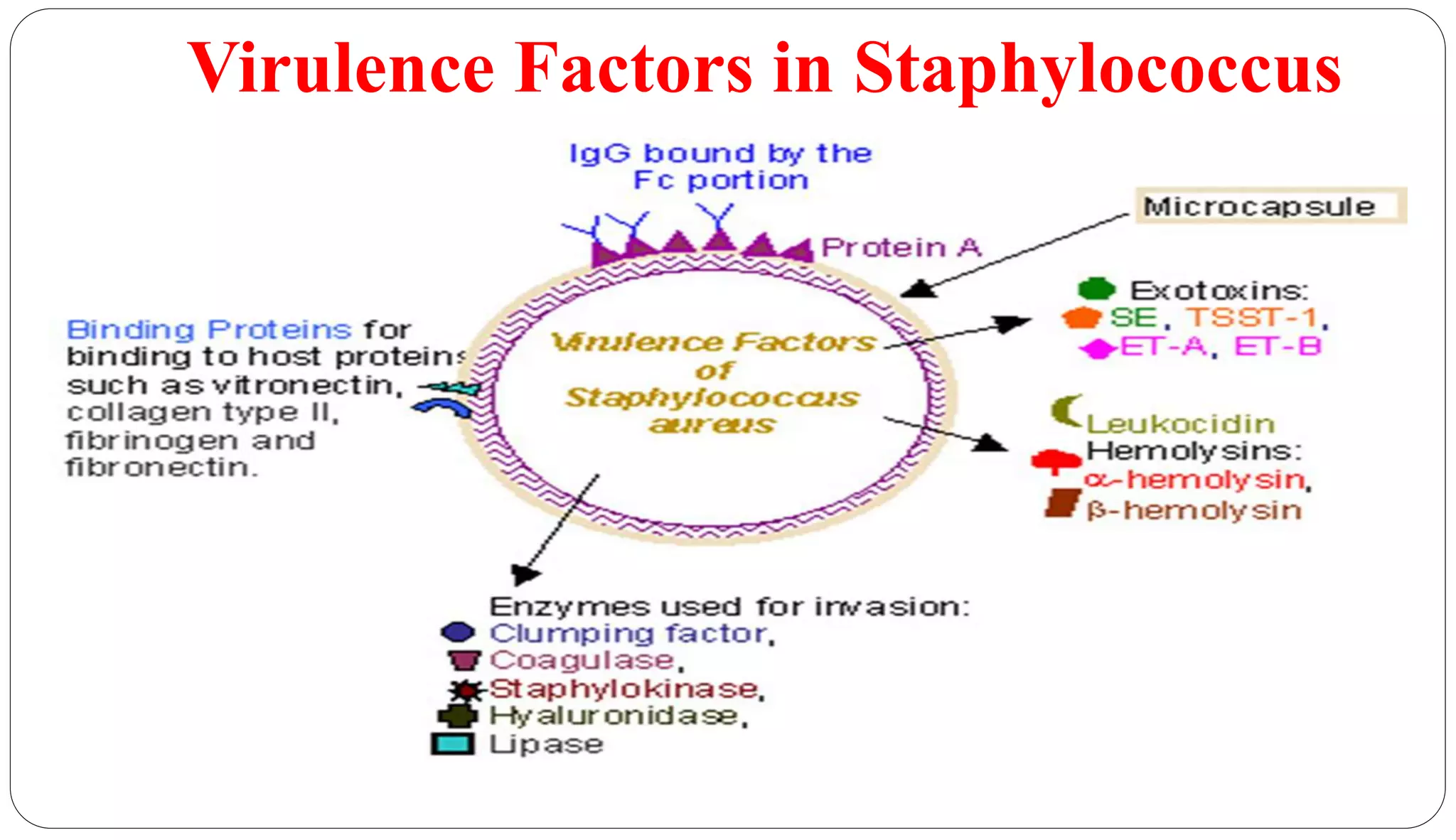 Staphylococcus | PPTX