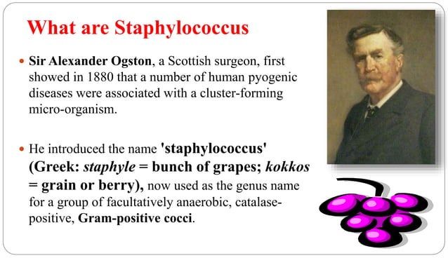 Staphylococcus | PPTX | Blood Disorders | Diseases and Conditions