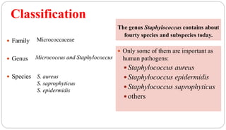 Staphylococcus | PPTX