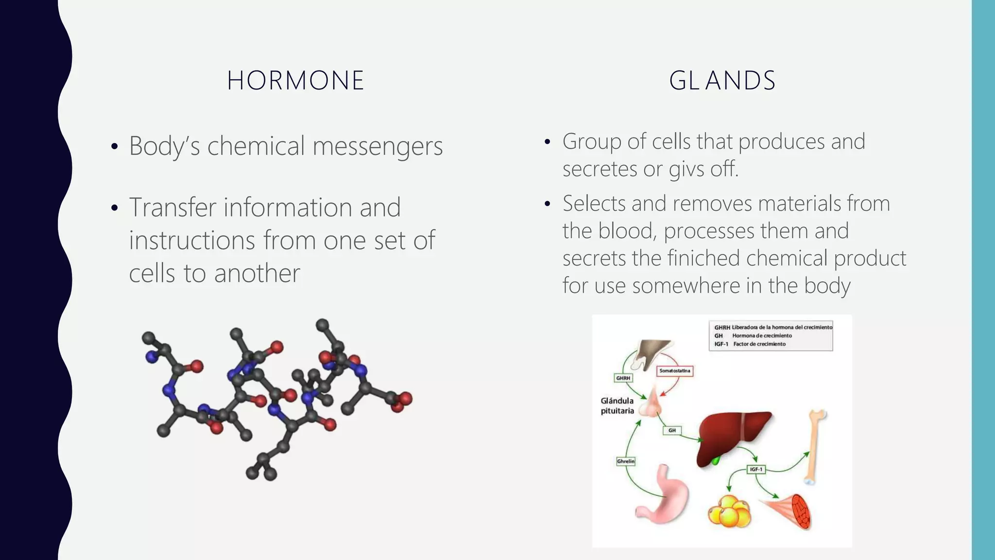 endocrine system | PPT