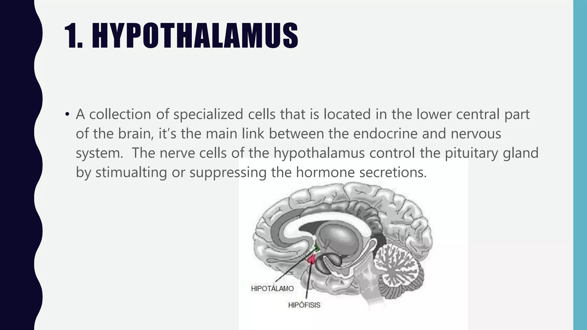 endocrine system | PPTX