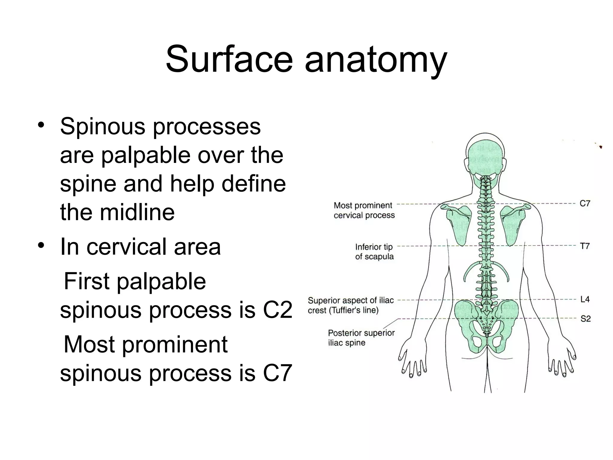 SPINAL ANAESTHESIA | PPT