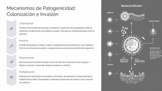 SA 02- Mecanismos-de-Accion-Bacteriana.pdf