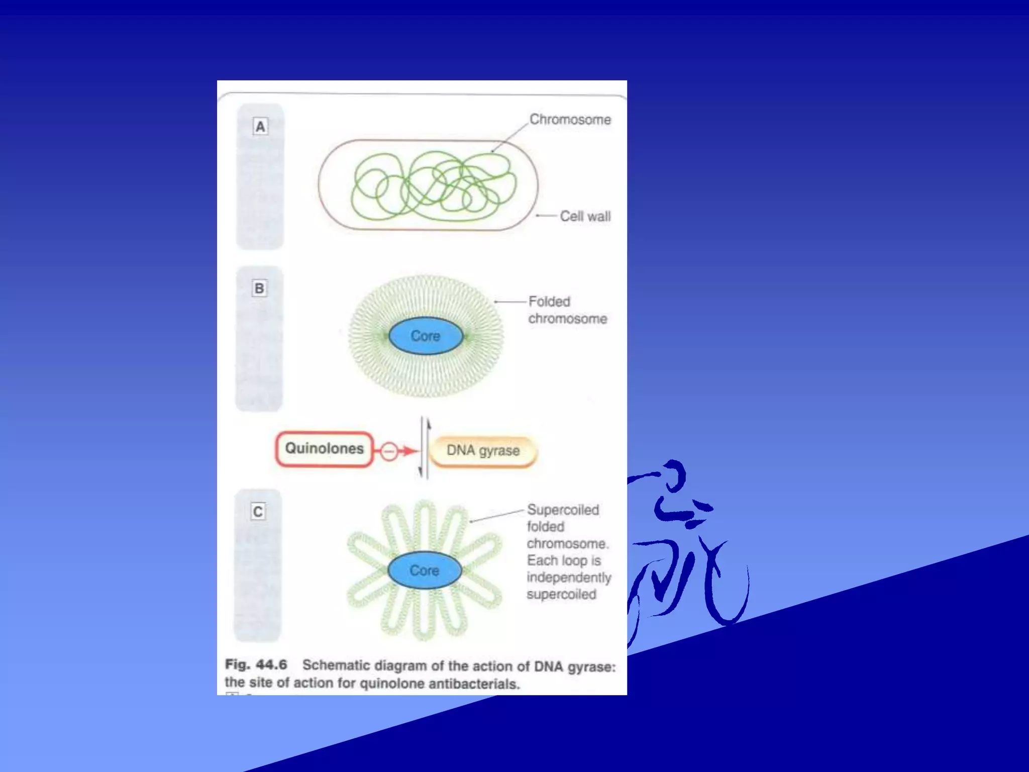 Antibiotic Quinolone history,classification,mechanism of action and ...