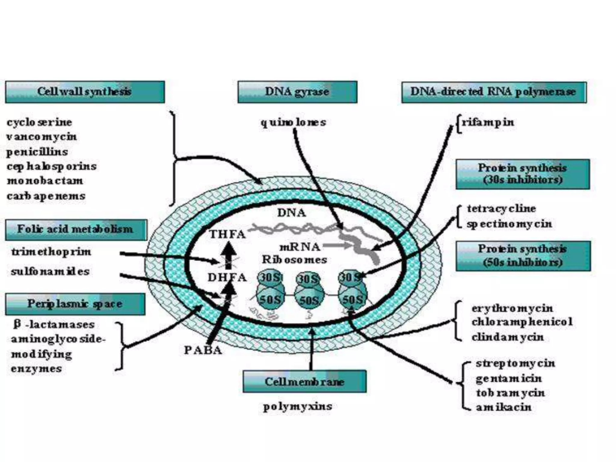 Antibiotic Quinolone history,classification,mechanism of action and ...