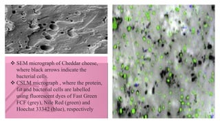 CHEESE STRUCTURE BY Saad | PPTX