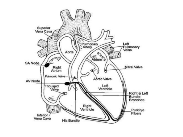 Sa and av nodal bradyarrhythmias and the indication