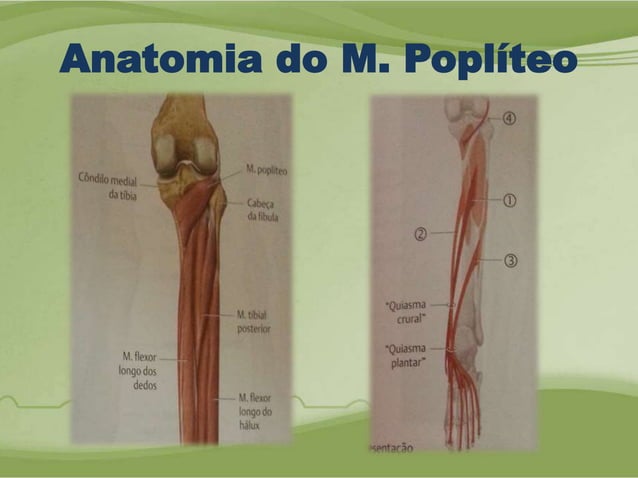 Saap sindrome encacerramento da arteria poplitea | PPT