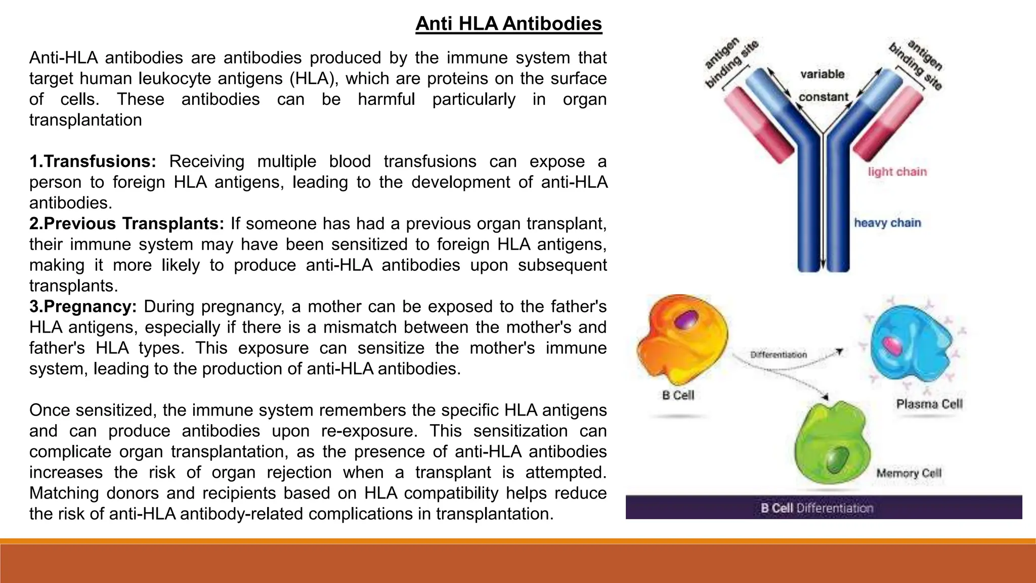 Luminex Single Antigen Bead Assay | PPTX