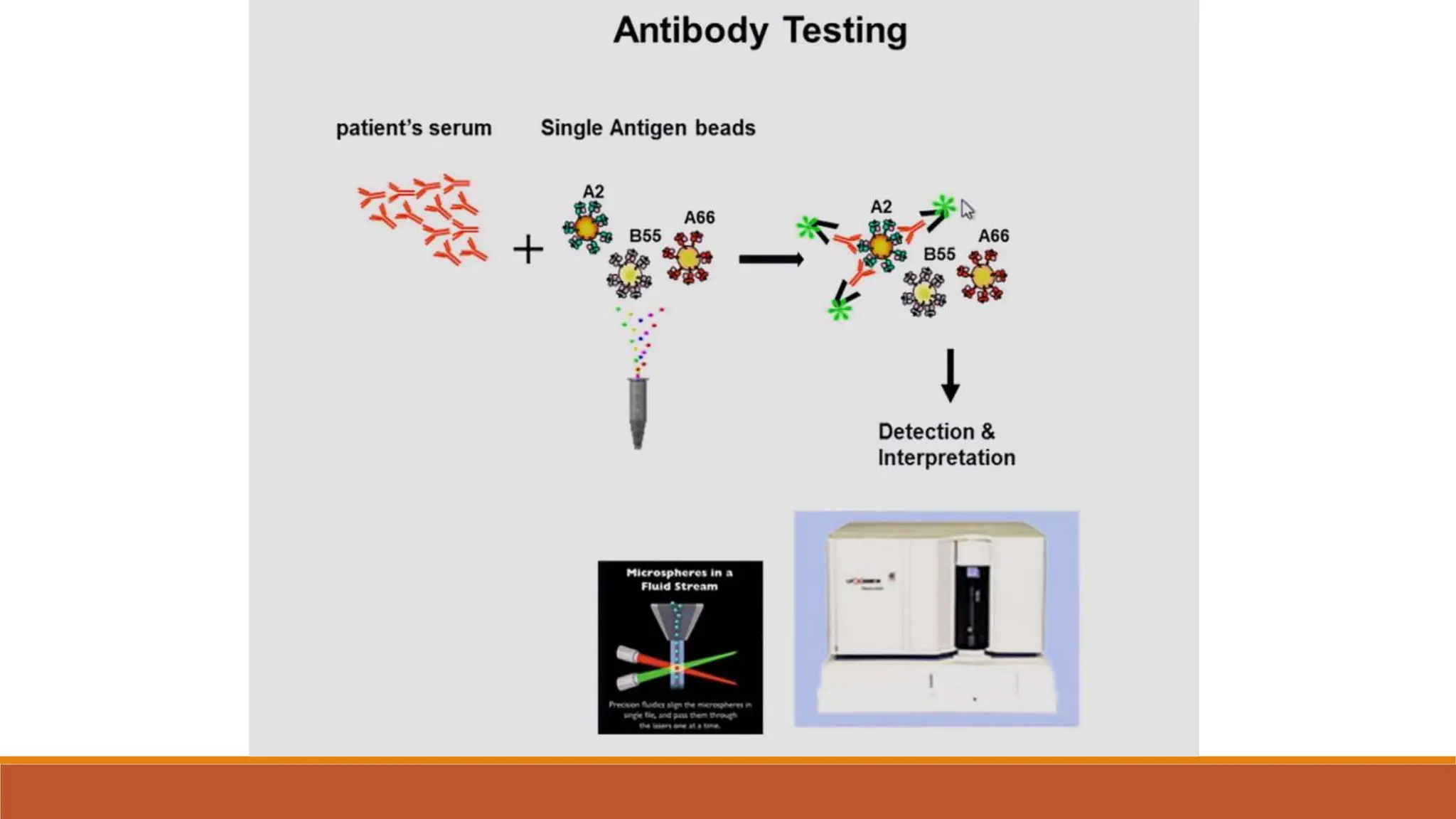 Luminex Single Antigen Bead Assay | PPTX