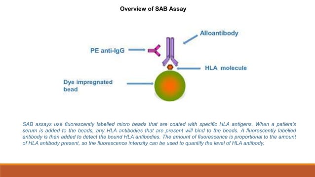 Luminex Single Antigen Bead Assay | PPTX | Blood Disorders | Diseases ...