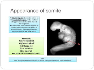 SOMITE development | PPTX