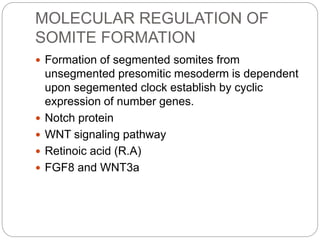 SOMITE development | PPTX