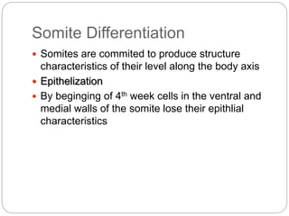SOMITE development | PPTX