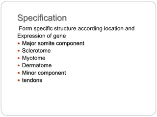 SOMITE development | PPTX