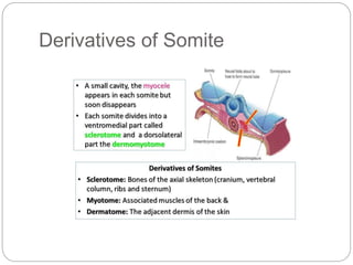 SOMITE development | PPTX